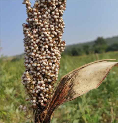 AhaaMAG.com | Sorghum Millet